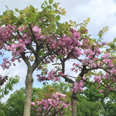 Robinia hispida ‘Macrophylla’ > Szkółka krzewów Fałdowie